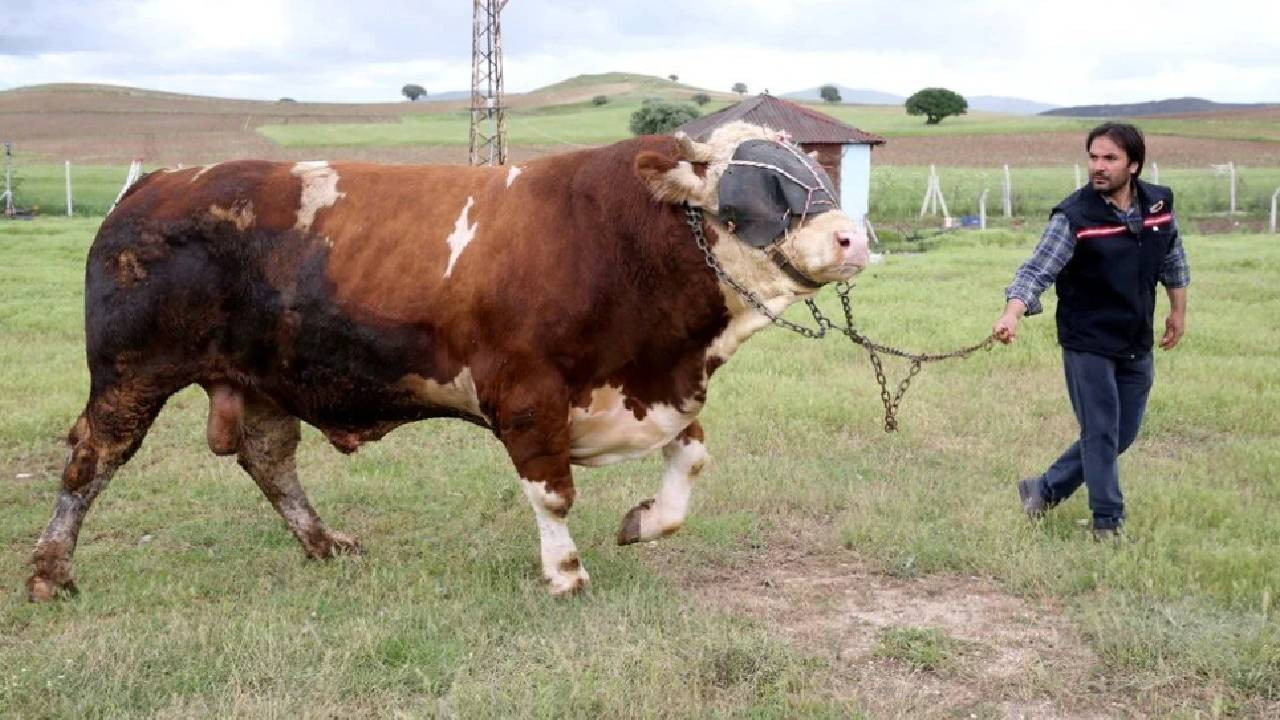 Ağırlığı 1 ton 600 kilogram: 250 bin liradan alıcısını bekliyor - F5Haber